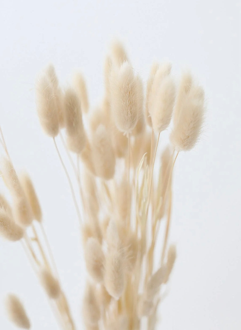 Bleached Bunny Tail Bundle – isla + may